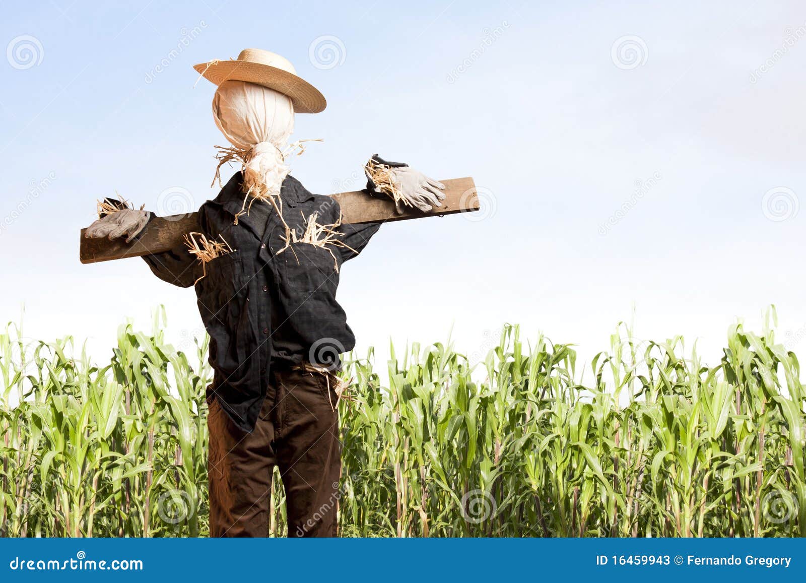 Scarecrow in Corn Field on a Sunny Day Stock Image - Image of display ...