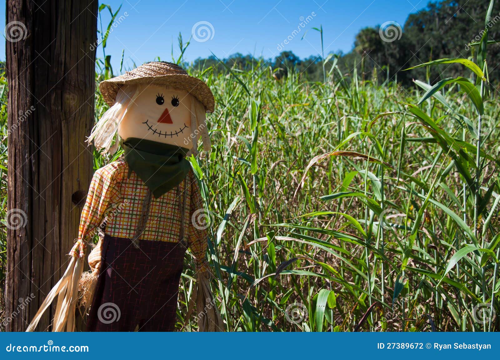 Scarecrow by a corn maze stock photo. Image of crops - 27389672