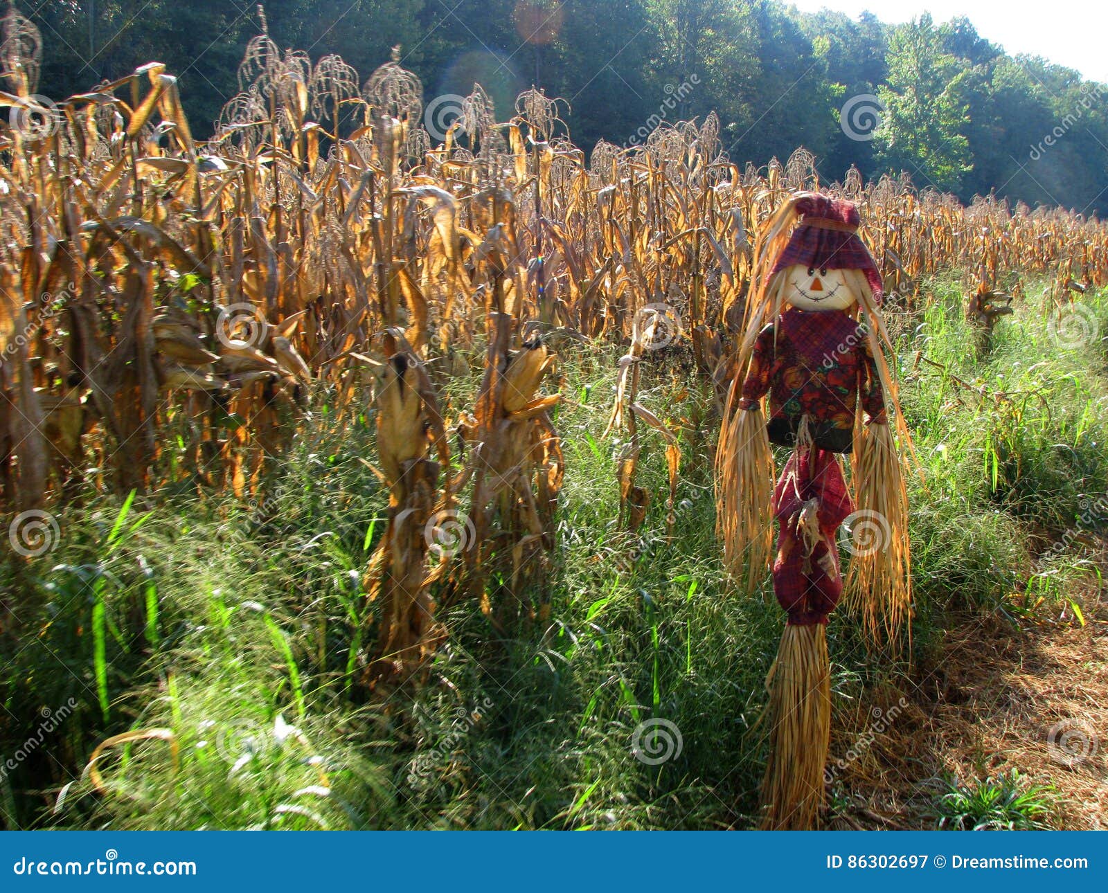 Scarecrow at Cornfield stock image. Image of farm, scarecrow - 86302697