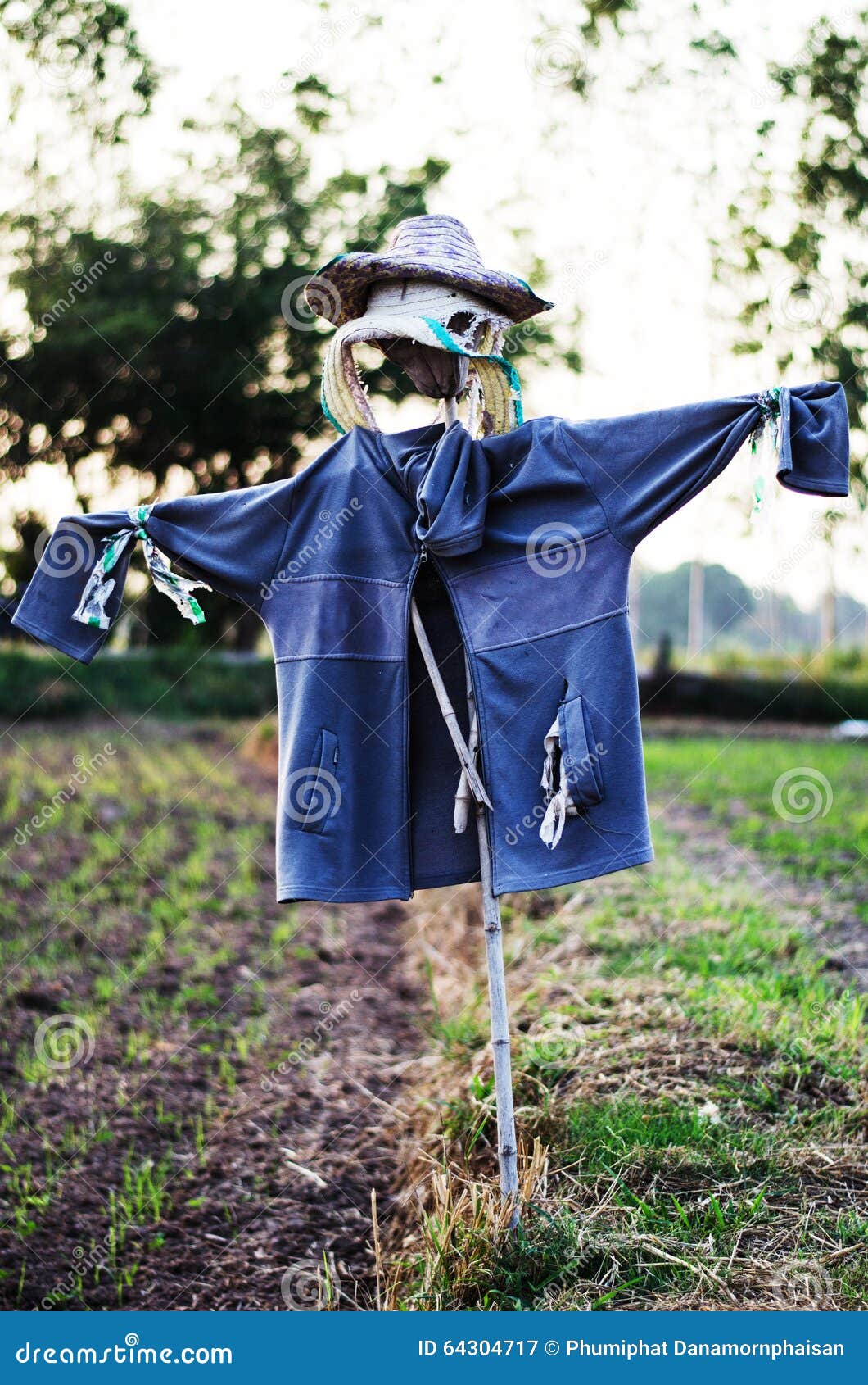 Scarecrow in farm stock image. Image of plant, oldshirt - 64304717