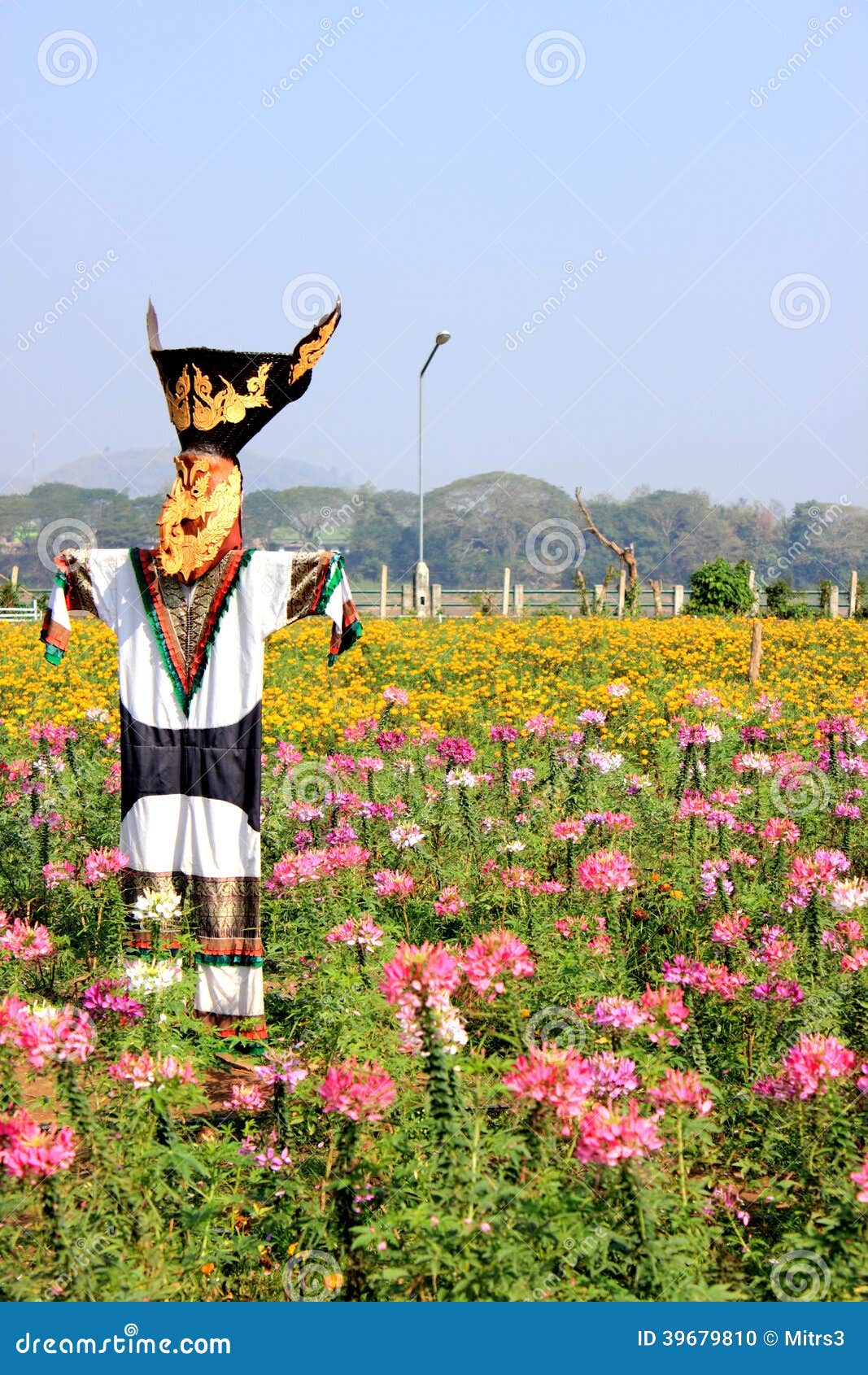Scarecrow Farm stock photo. Image of crows, scare, field - 39679810