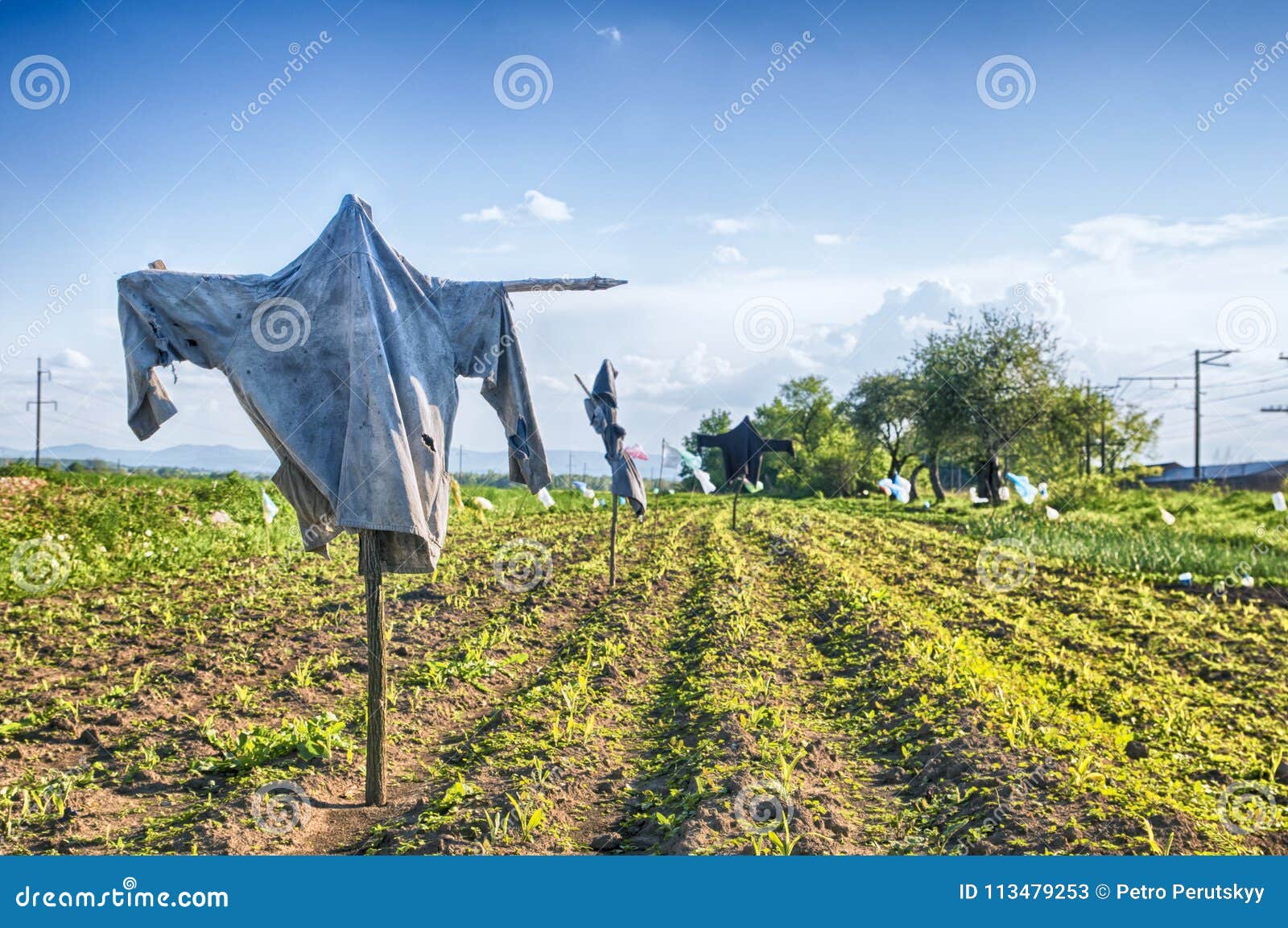 Scarecrow in field stock image. Image of field, fields - 113479253