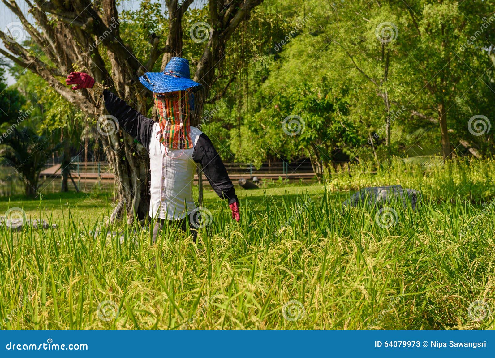 Scarecrow in the field stock image. Image of guard, decorative - 64079973