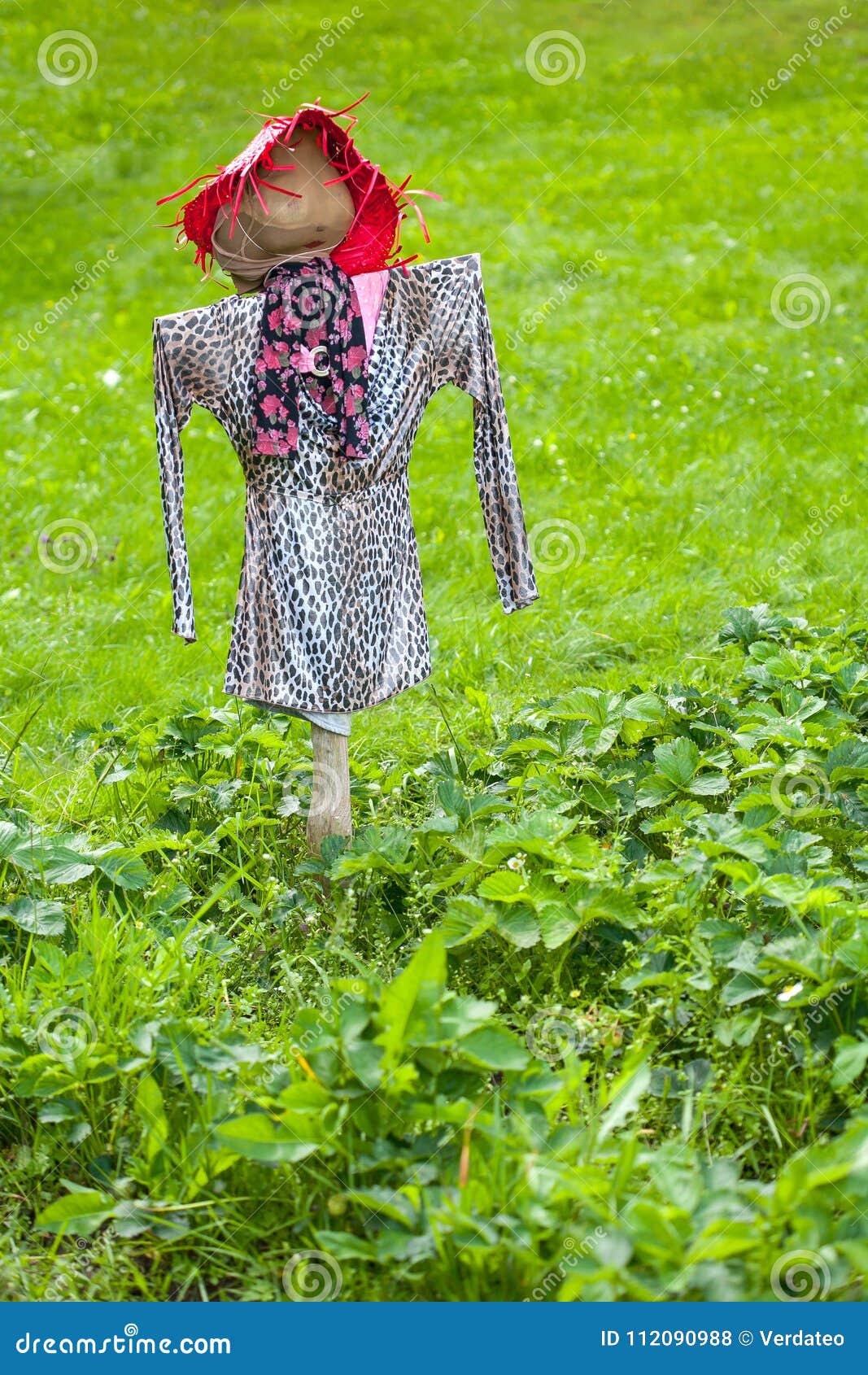 Scarecrow in green field stock photo. Image of protection - 112090988