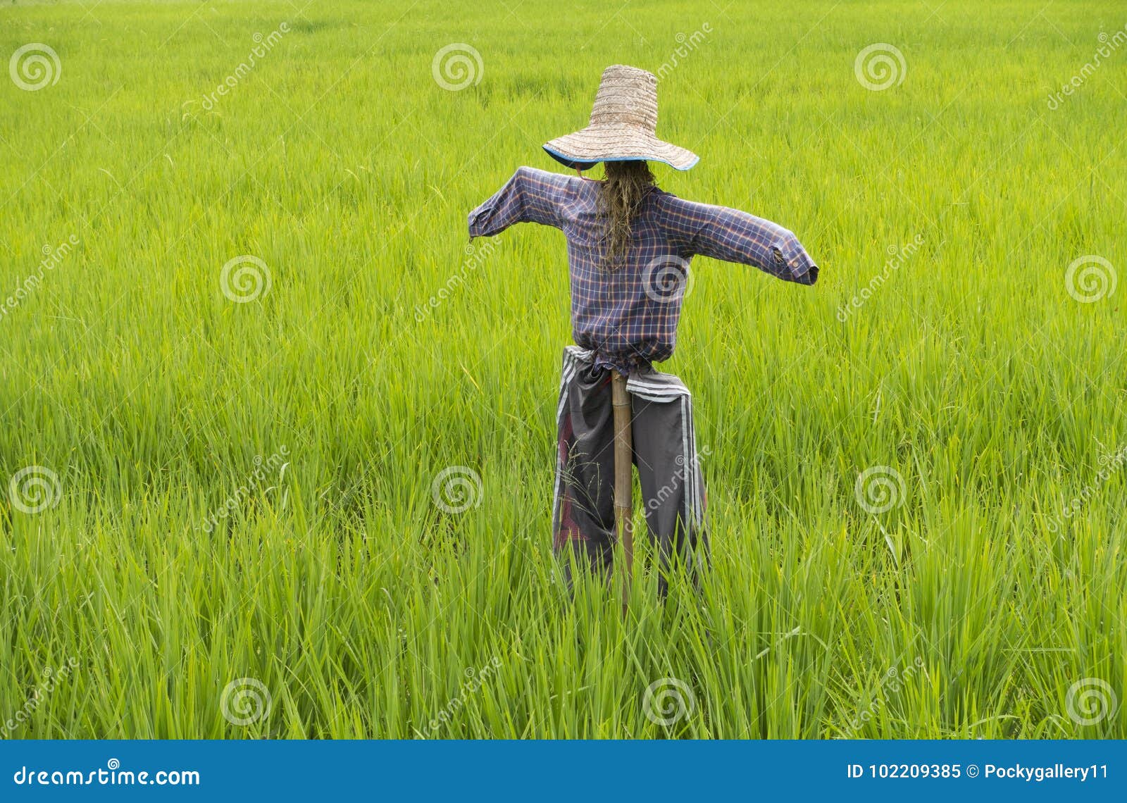 Scarecrow of field rice stock image. Image of harvest - 102209385