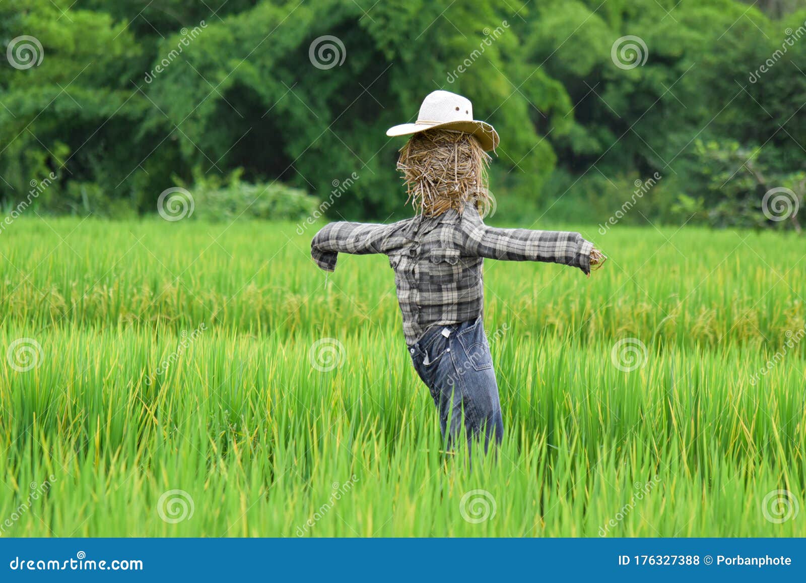 Scarecrow in Green Rice Field Stock Photo - Image of outdoor, nature ...
