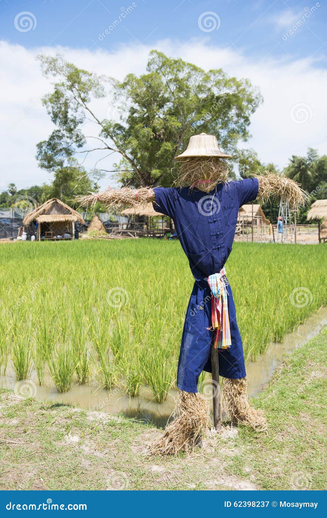 Scarecrow in Green Rice Fields Stock Image - Image of harvest, rice ...