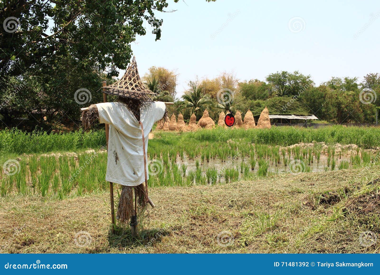 A Scarecrow Hanging From A Tree`s Neck Royalty-Free Stock Photo ...