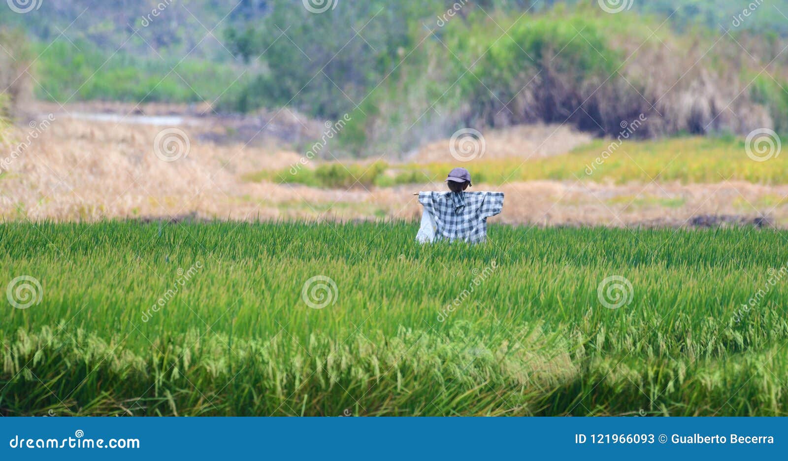 Scarecrow in the Middle of a Rice Field in Panama Stock Image - Image ...