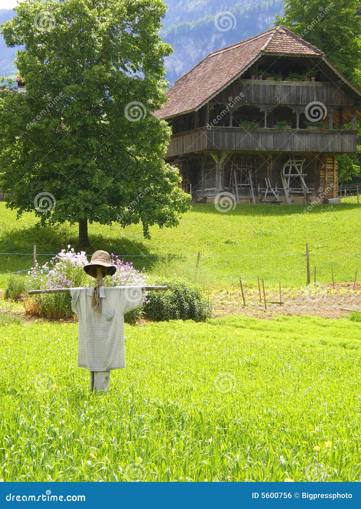 Scarecrow on organic farm stock photo. Image of farm, slow - 5600756