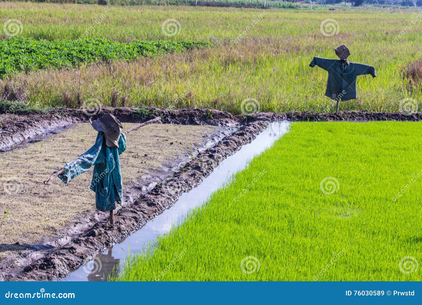 Scarecrow in rice field stock image. Image of country - 76030589