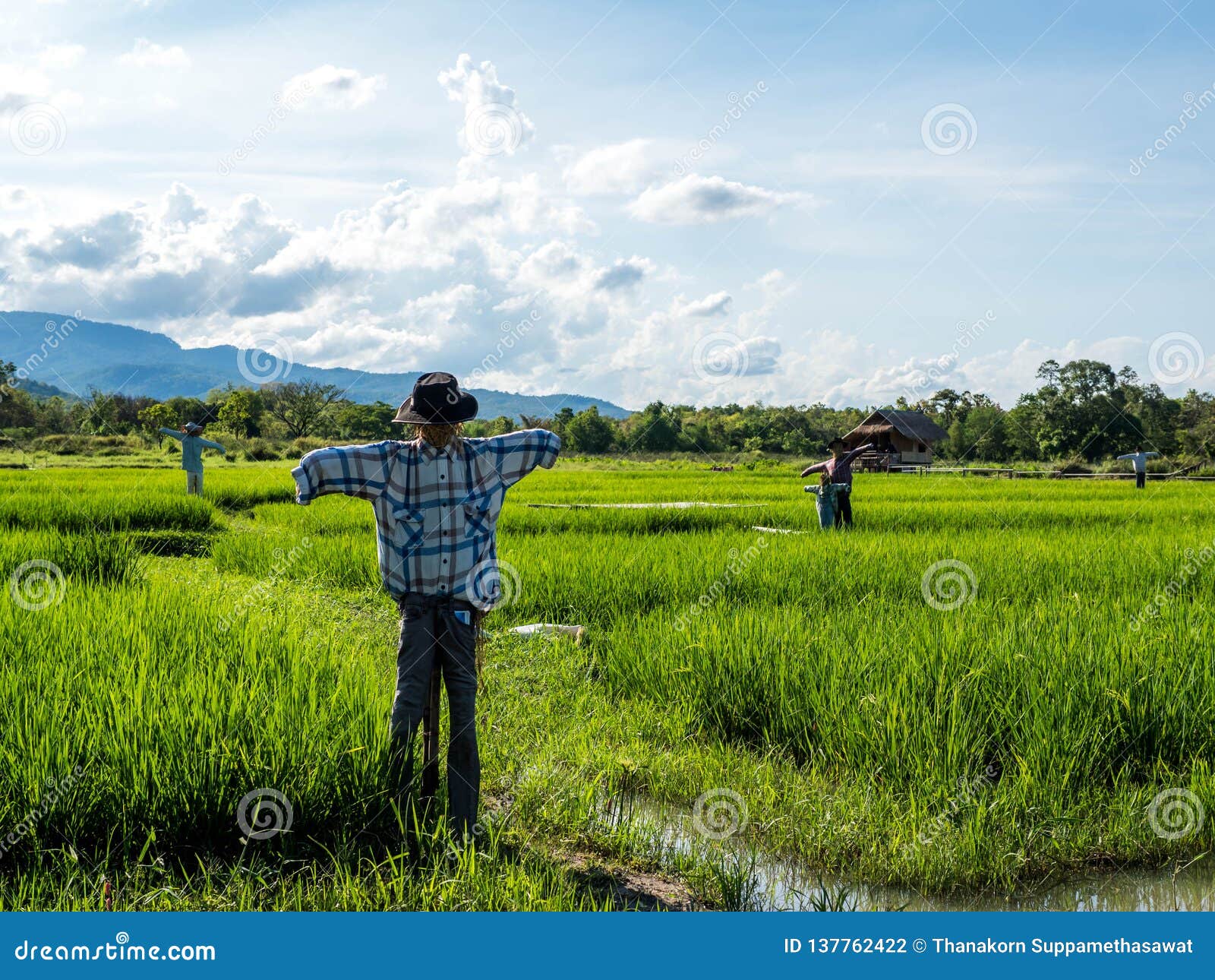 Scarecrow in rice field stock photo. Image of agriculture - 137762422