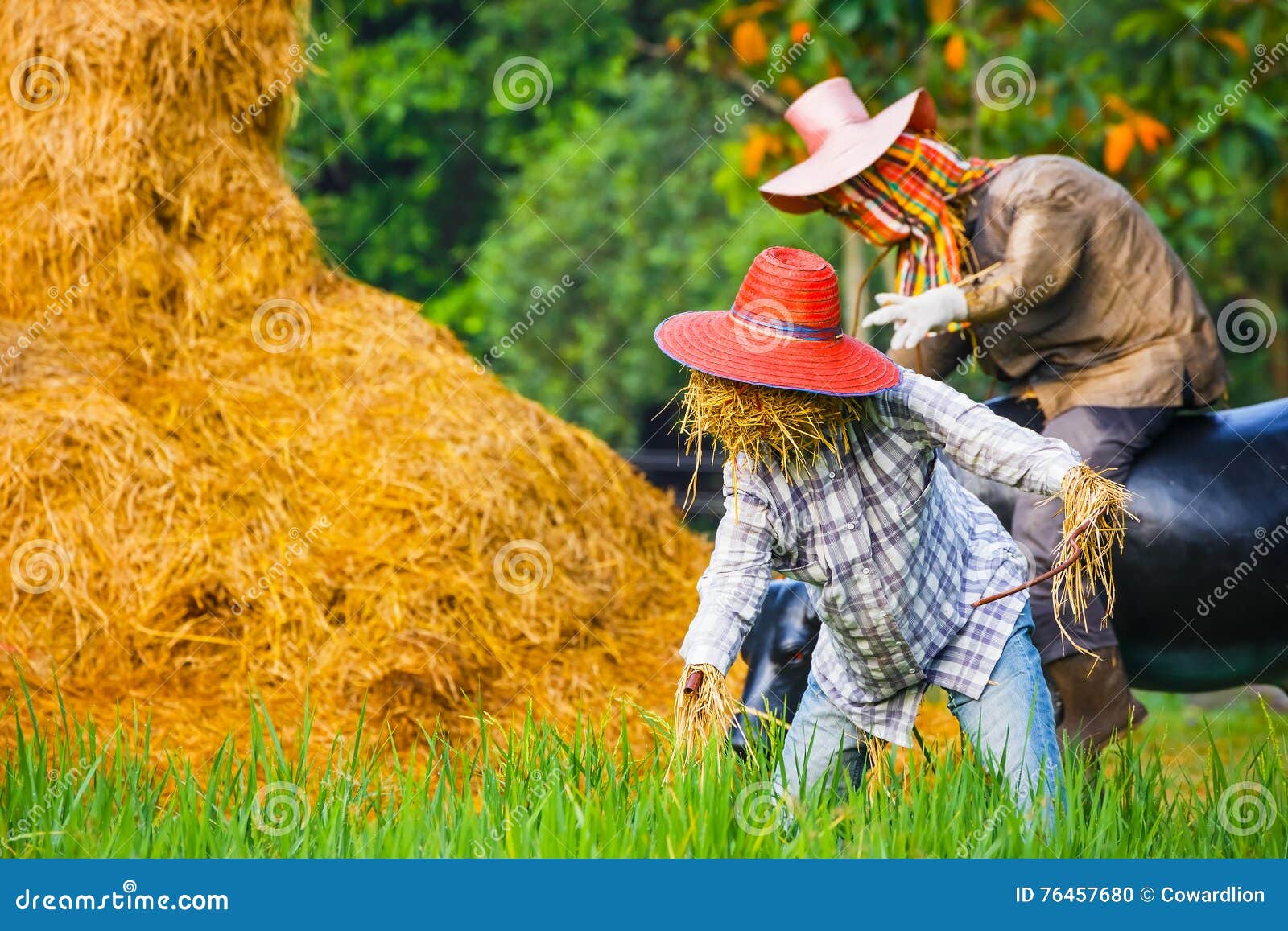 Scarecrow in a Rice Field stock photo. Image of countryside - 76457680