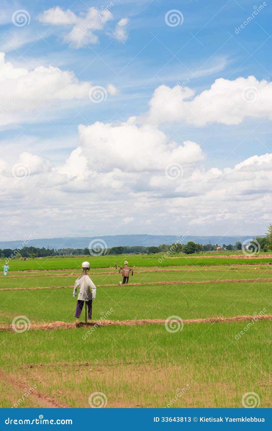 Scarecrow in Rice Paddy Field. Stock Image - Image of cloudy, brightly ...
