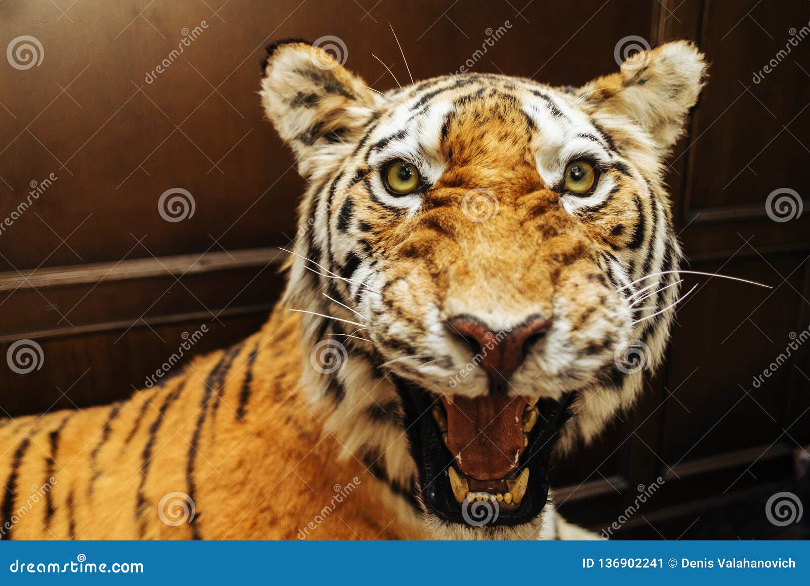 Scarecrow of Tiger, Evil Tiger Stock Image - Image of expression, beast ...