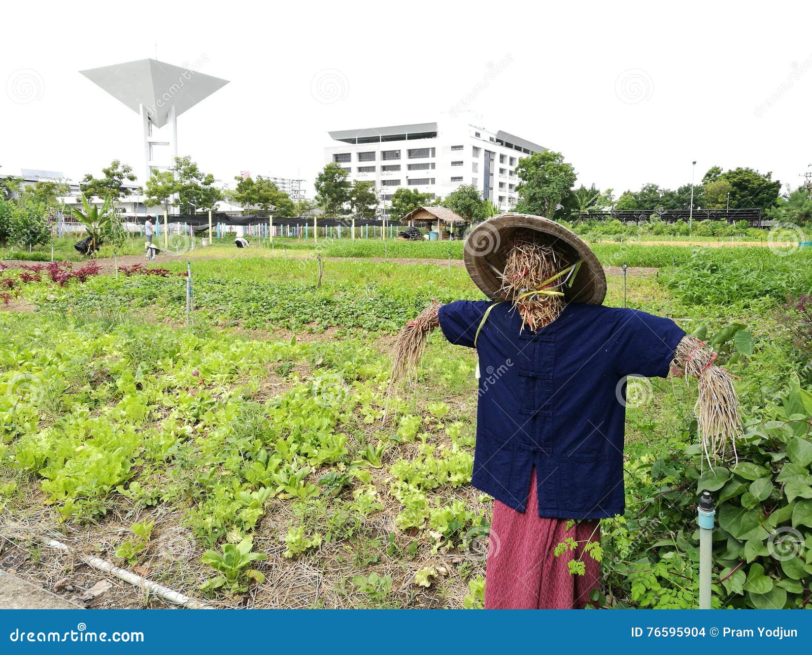 Scarecrow in a Vegetable Farm Stock Photo - Image of nakhonpathom ...