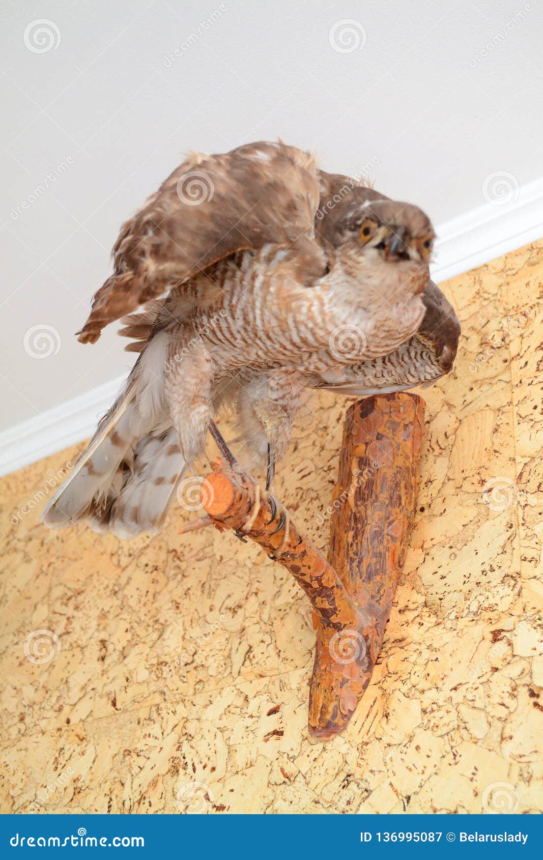 Scarecrow of Wild Bird Sparrow Hawk Close Up Stock Image - Image of ...
