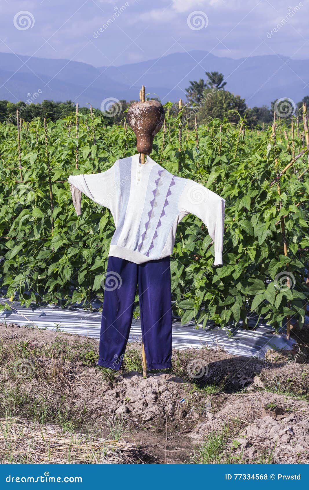 Scarecrow with Yard Long Bean Farm Stock Photo - Image of crow, maize ...