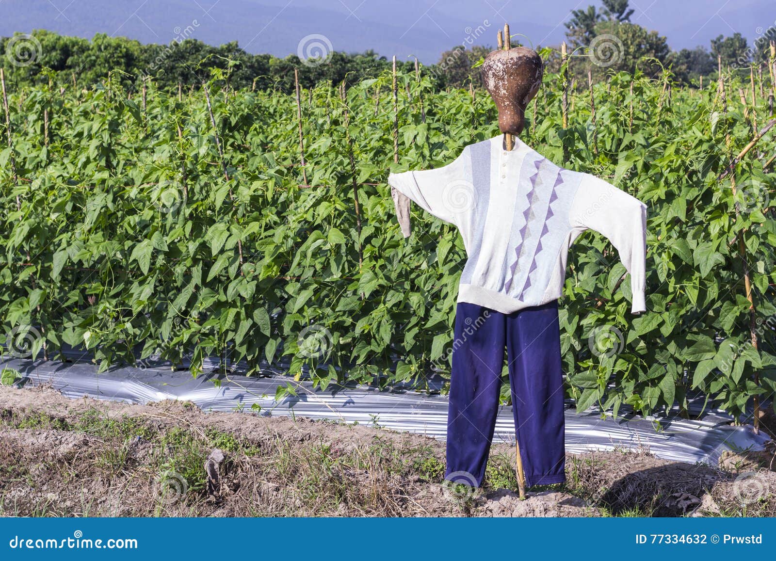 Scarecrow with Yard Long Bean Farm Stock Photo - Image of garden, guard ...