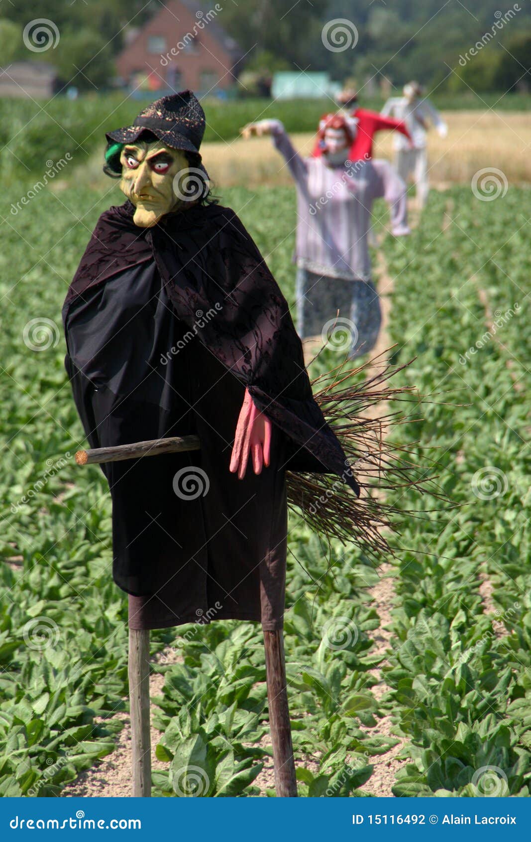 Scarecrows stock photo. Image of field, creatures, agriculture - 15116492