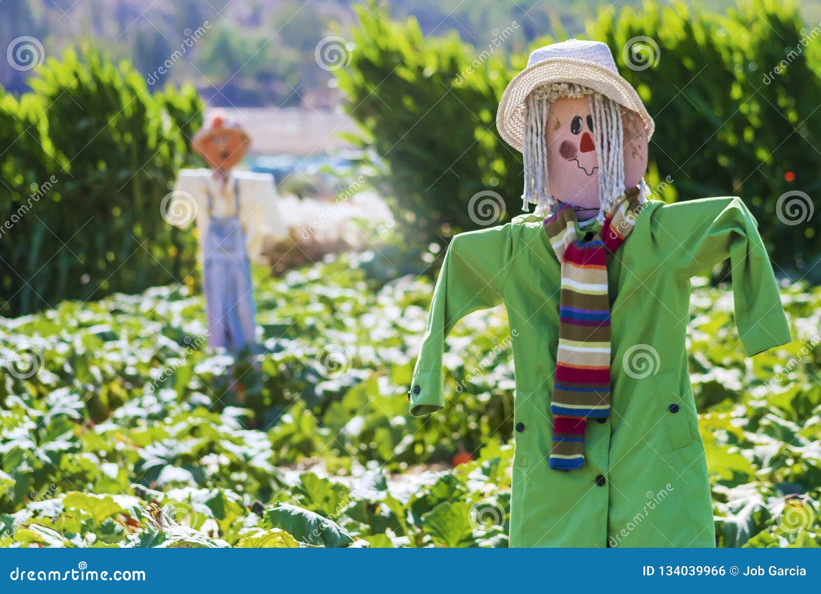 Scarecrows in the Open Field Stock Photo - Image of farming, background ...
