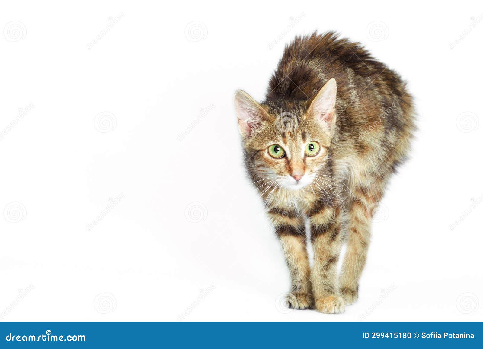 Scared Angry Cat on a White Background 库存照片 - 图片 包括有 外出, 恐惧: 299415180