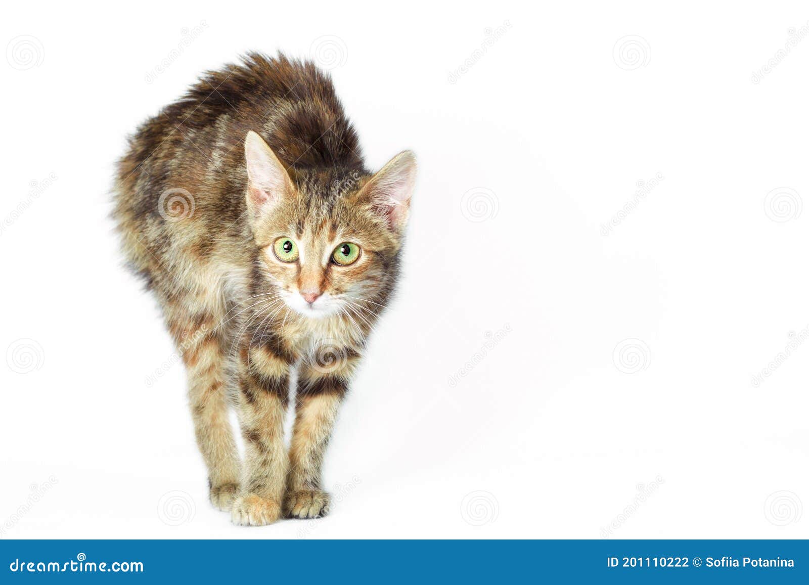 Scared Angry Cat on a White Background Stock Photo - Image of isolated ...