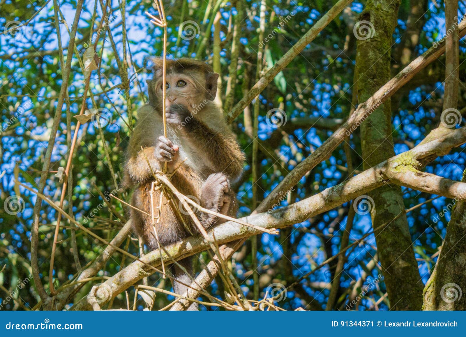 Scared Ape Sitting on the Tree Stock Image - Image of asia, forest ...