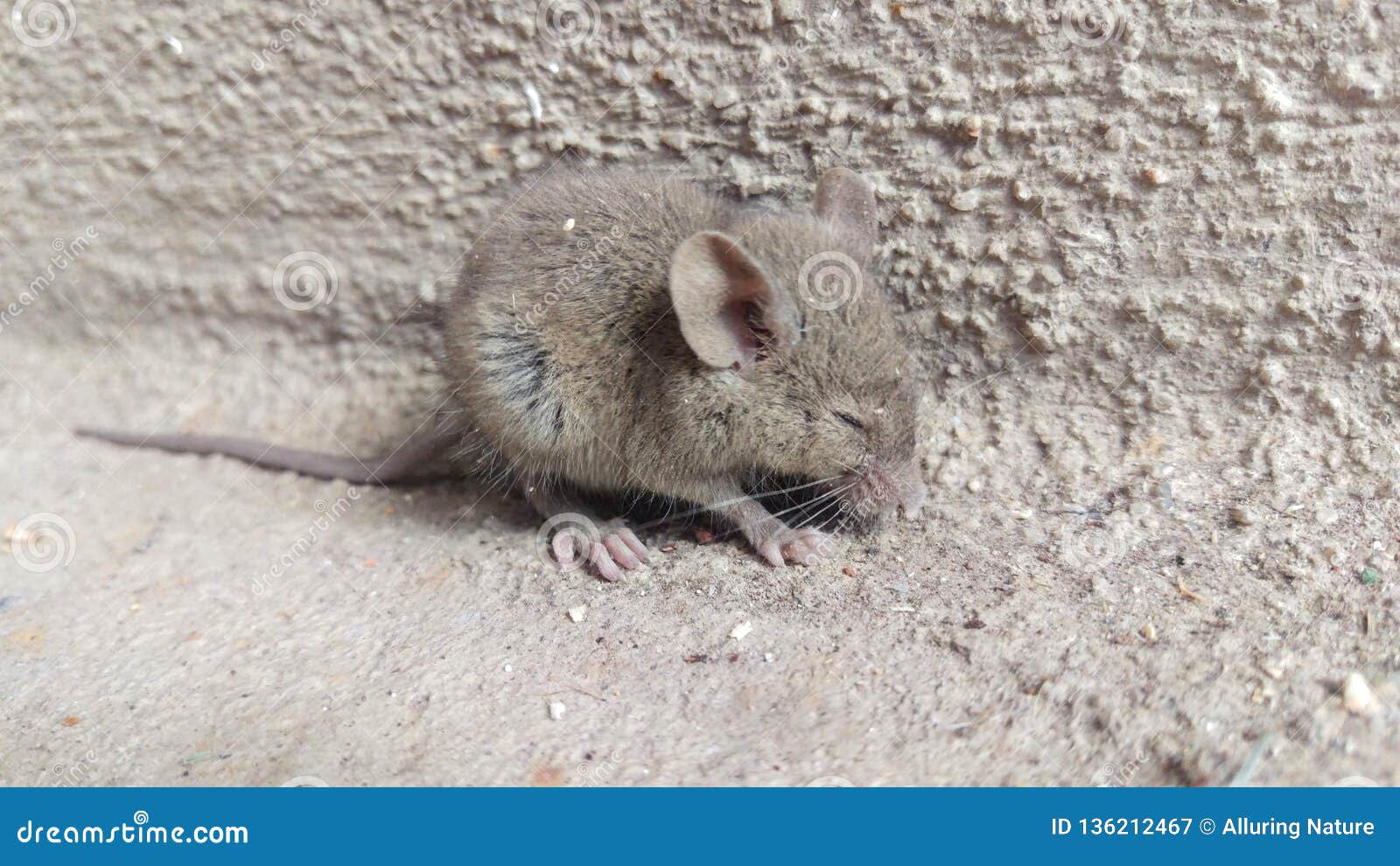Cute as a Mouse stock image. Image of corner, mammal - 136212467