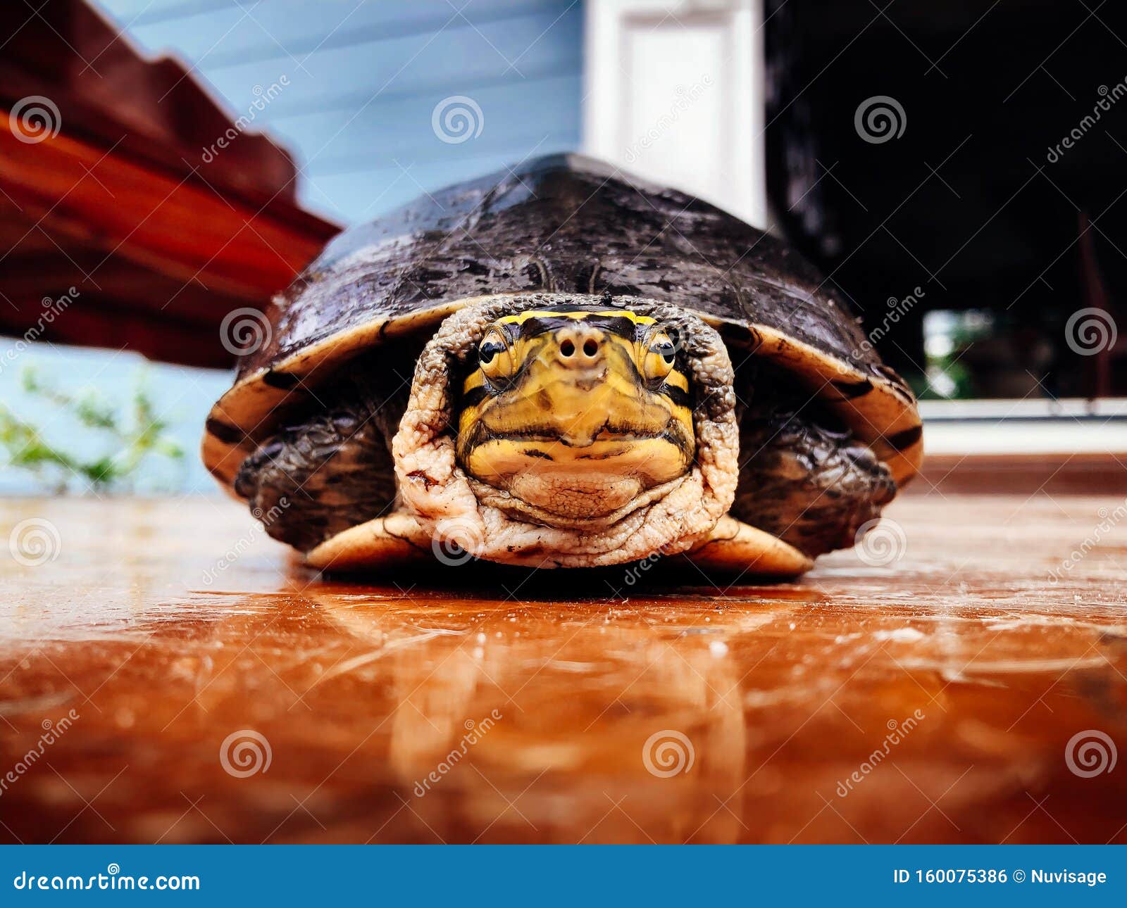 Scared Asian Turtle Keeps Head in Shell with Reflection on Wood Floor ...