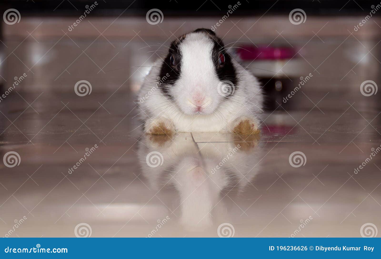 Scared Baby Rabbit stock photo. Image of little, fluffy - 196236626