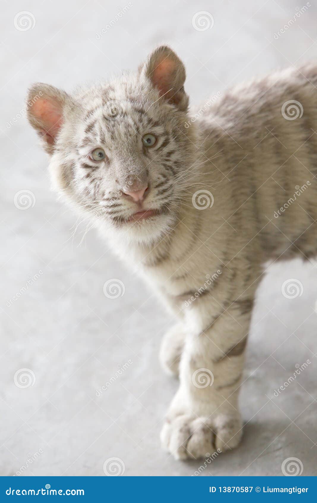 Scared baby white tiger stock image. Image of threaten - 13870587