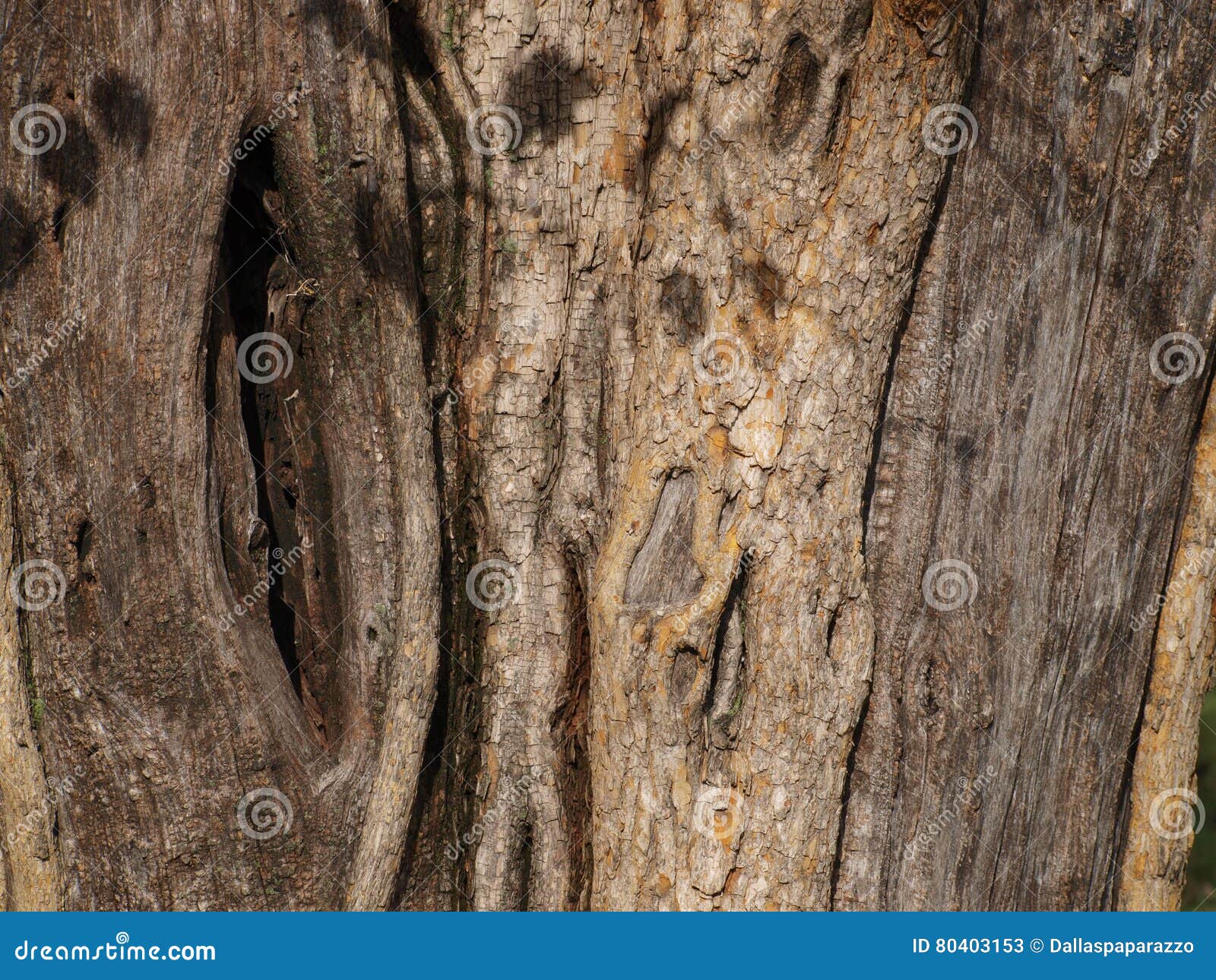 Scared Bark stock image. Image of arborist, textures - 80403153