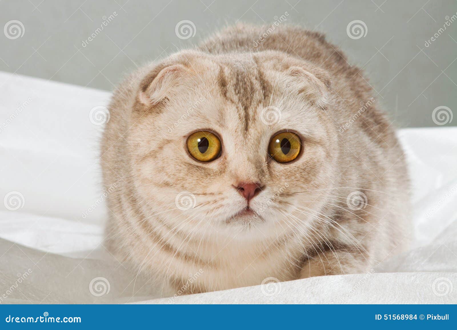 Scared Beige Scottish Fold Cat Stock Photo - Image of face, expression ...