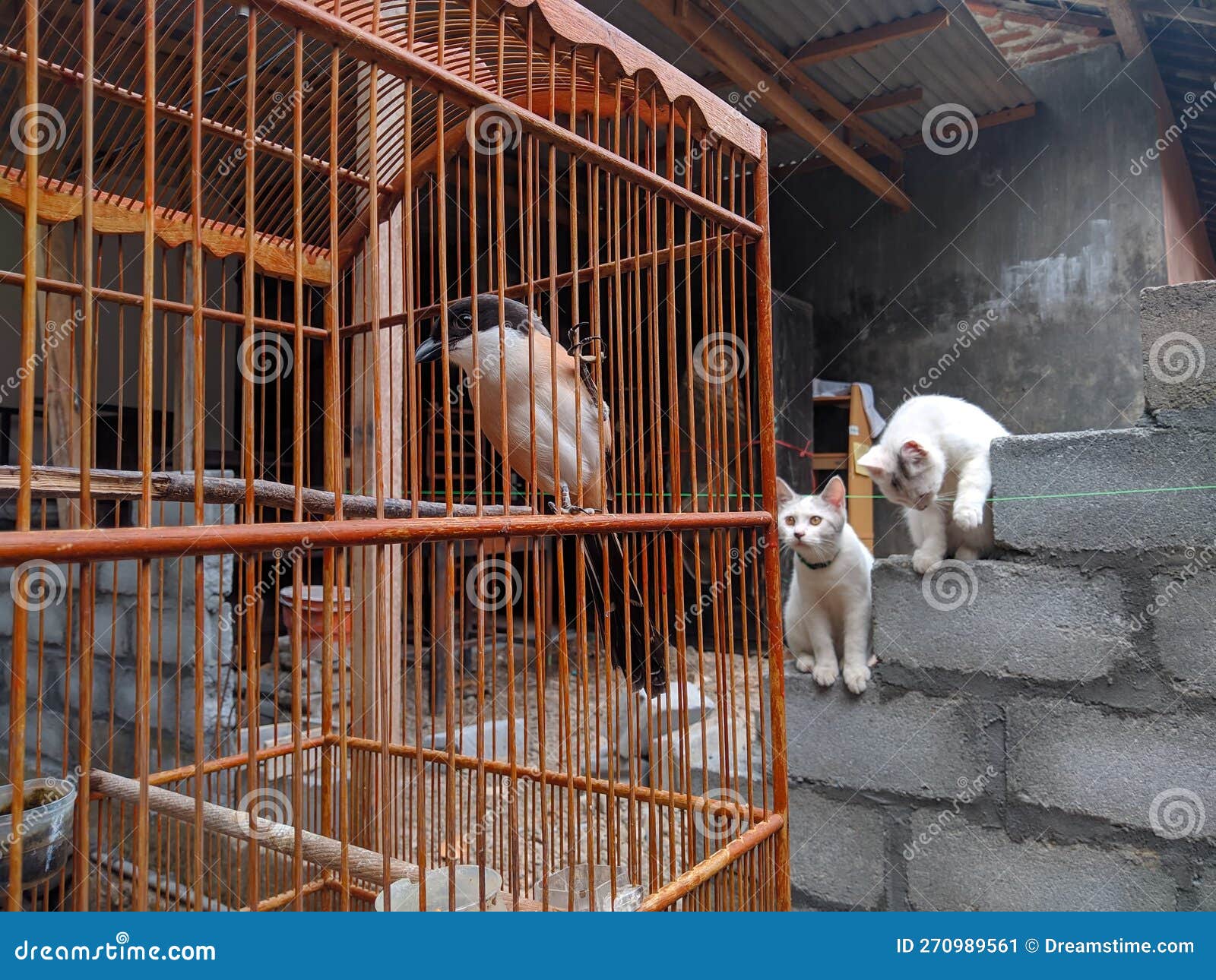 A scared bird in a cage stock image. Image of carnivore - 270989561