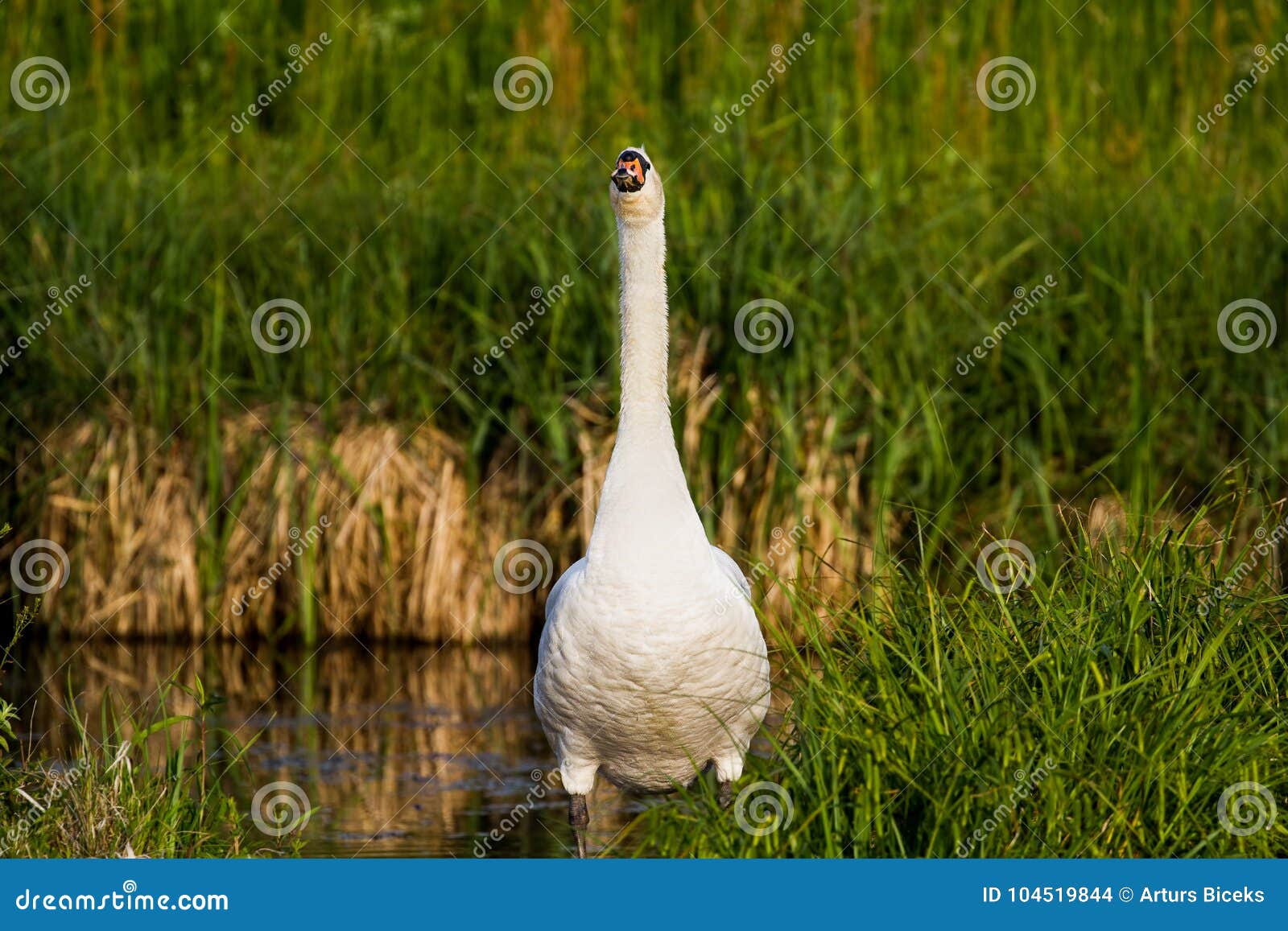 Small birds in rye stock photo. Image of wild, health - 104519844