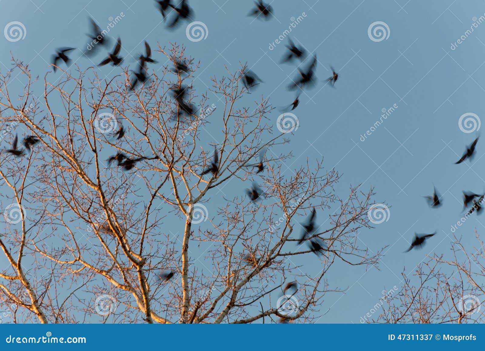 Scared birds stock image. Image of crow, branch, flight - 47311337