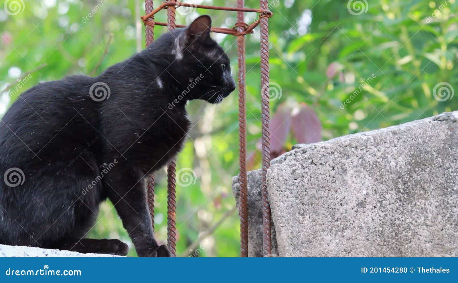 Scared Black Cat Walking on a Wall Stock Footage - Video of fooliage ...