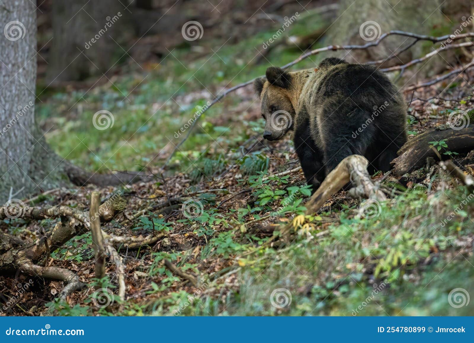 Scared Brown Bear Going Away and Looking Back in Forest. Stock Image ...