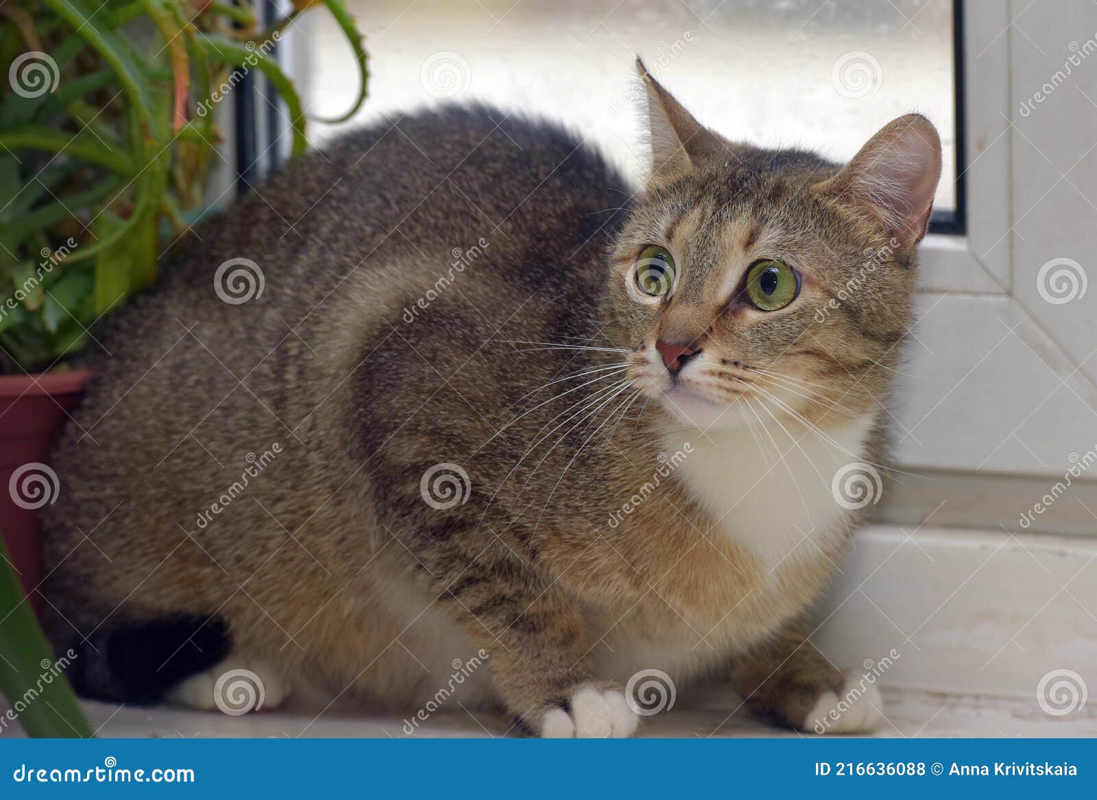 Scared Brown Cat on the Windowsill Stock Photo - Image of lies, gesture ...