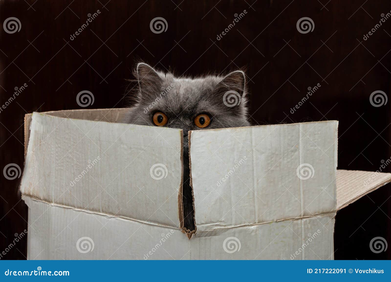 Scared cat in a box stock image. Image of large, scared - 217222091