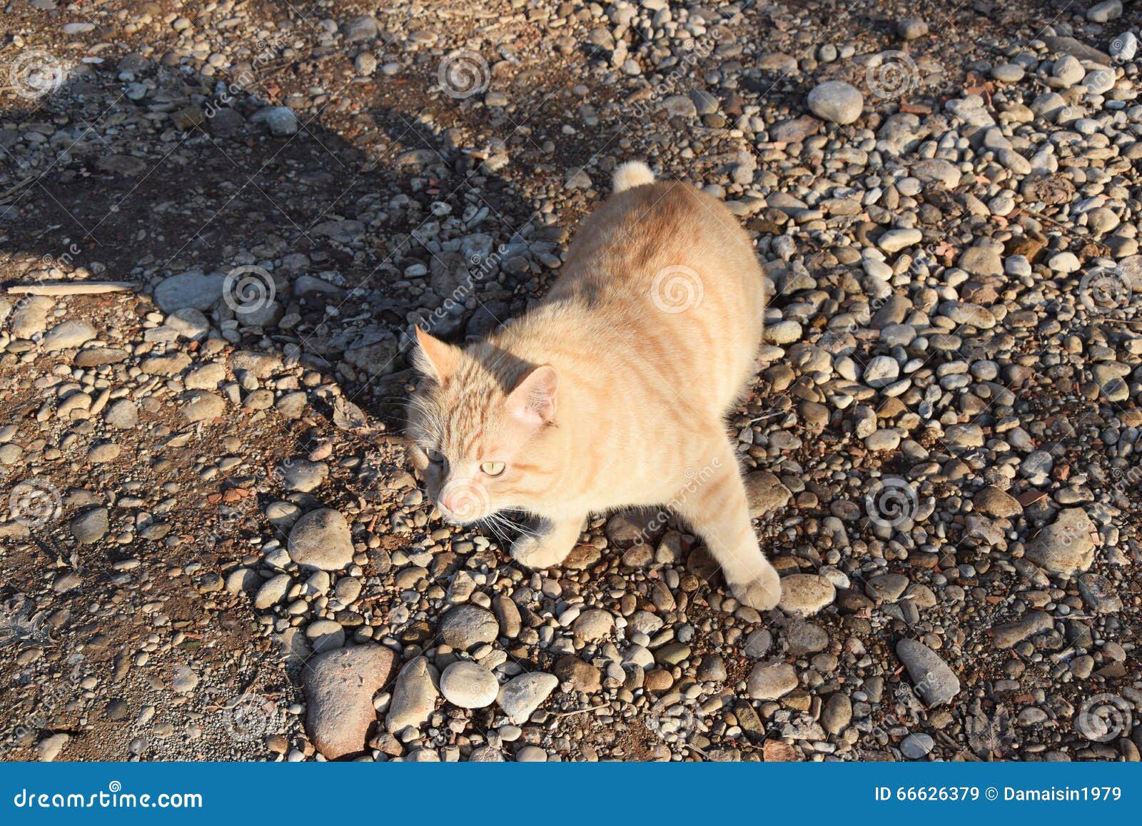 Scared cat stock image. Image of small, graphic, happy - 66626379