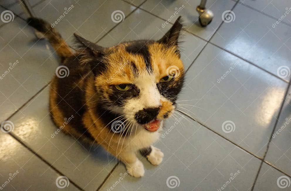 Scared cat loud stock photo. Image of irritate, loud - 143353074