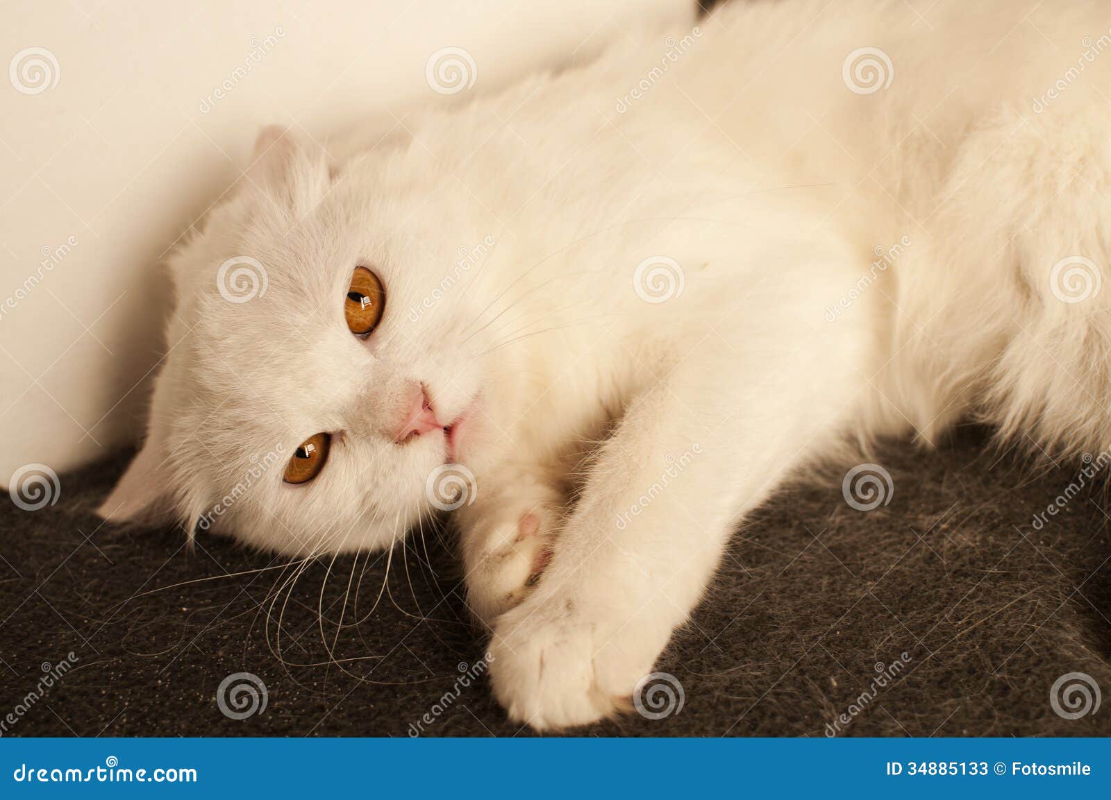 Scared cat stock image. Image of ears, scared, purebred - 34885133