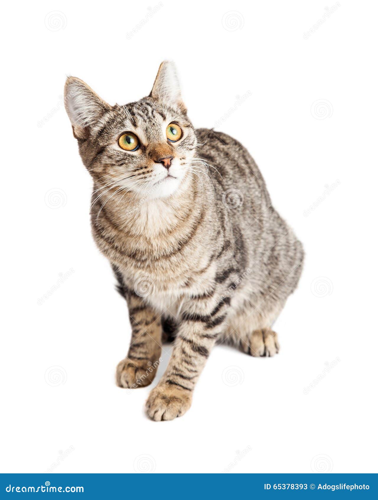 Scared Cat Sitting Looking Up Stock Image - Image of afraid, shot: 65378393