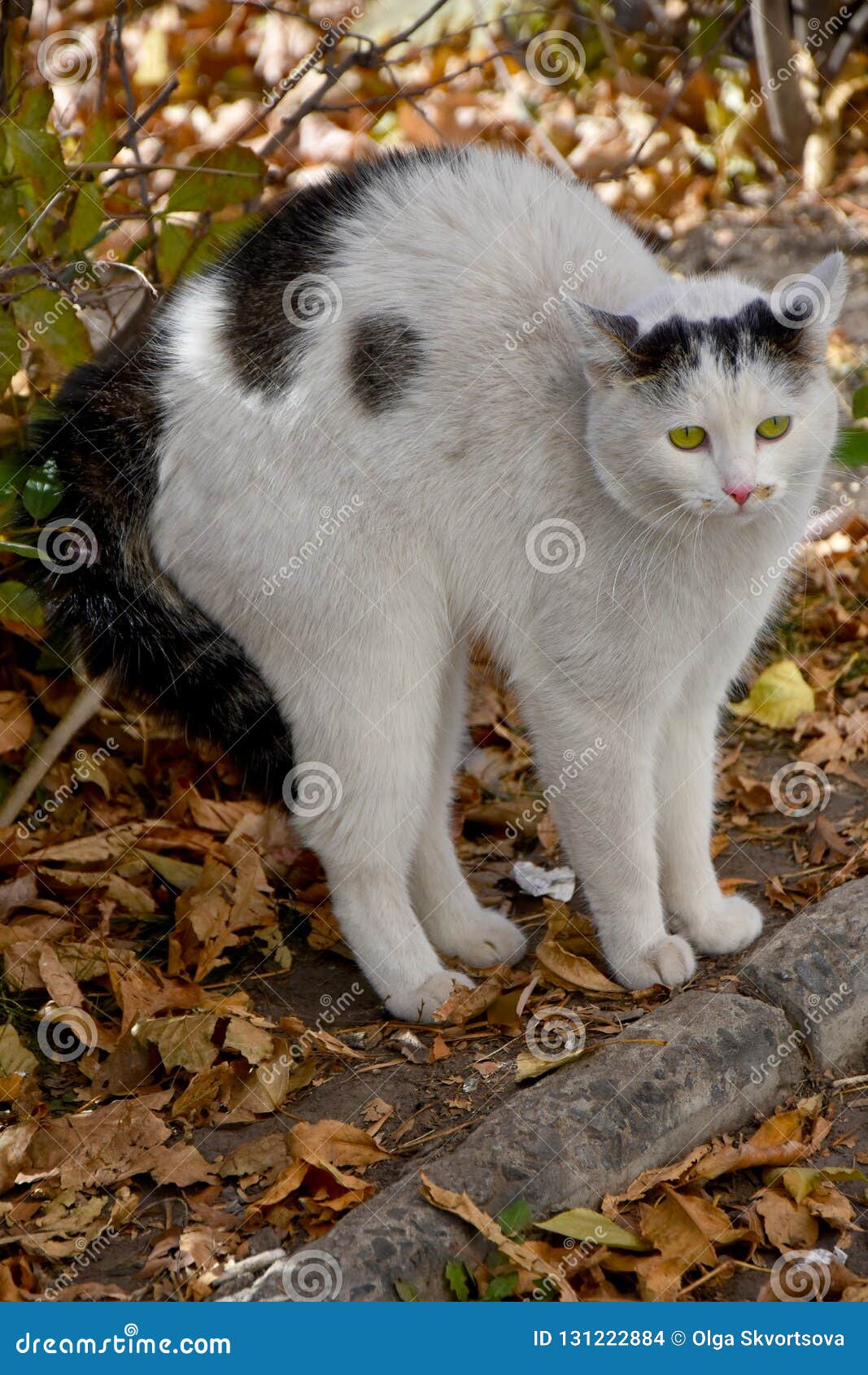 Scared cat stock photo. Image of yellow, defense, small - 131222884