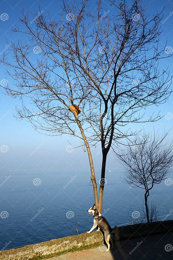 Scared cat stock photo. Image of tree, climb, hide, escape - 36223622