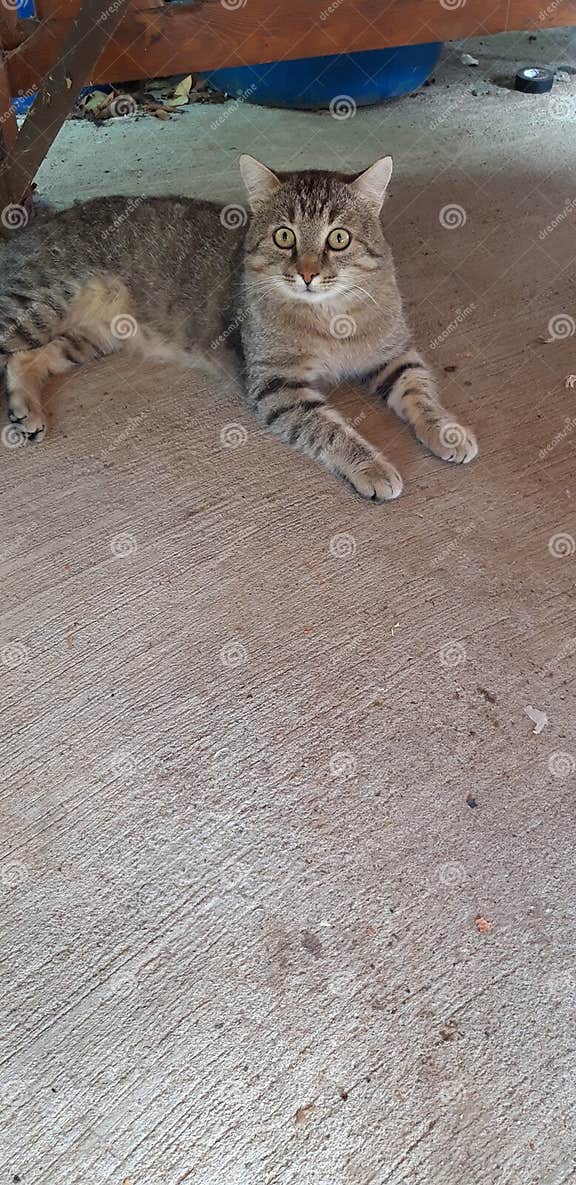 Scared Cat Under the Table Laying Down Stock Image - Image of laying ...