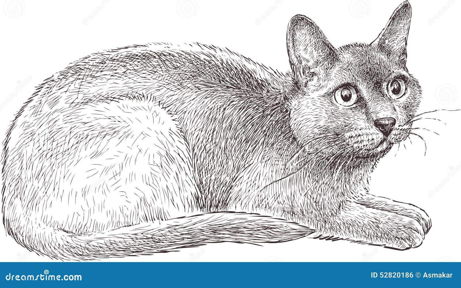 Scared cat stock vector. Illustration of animal, drawn - 52820186