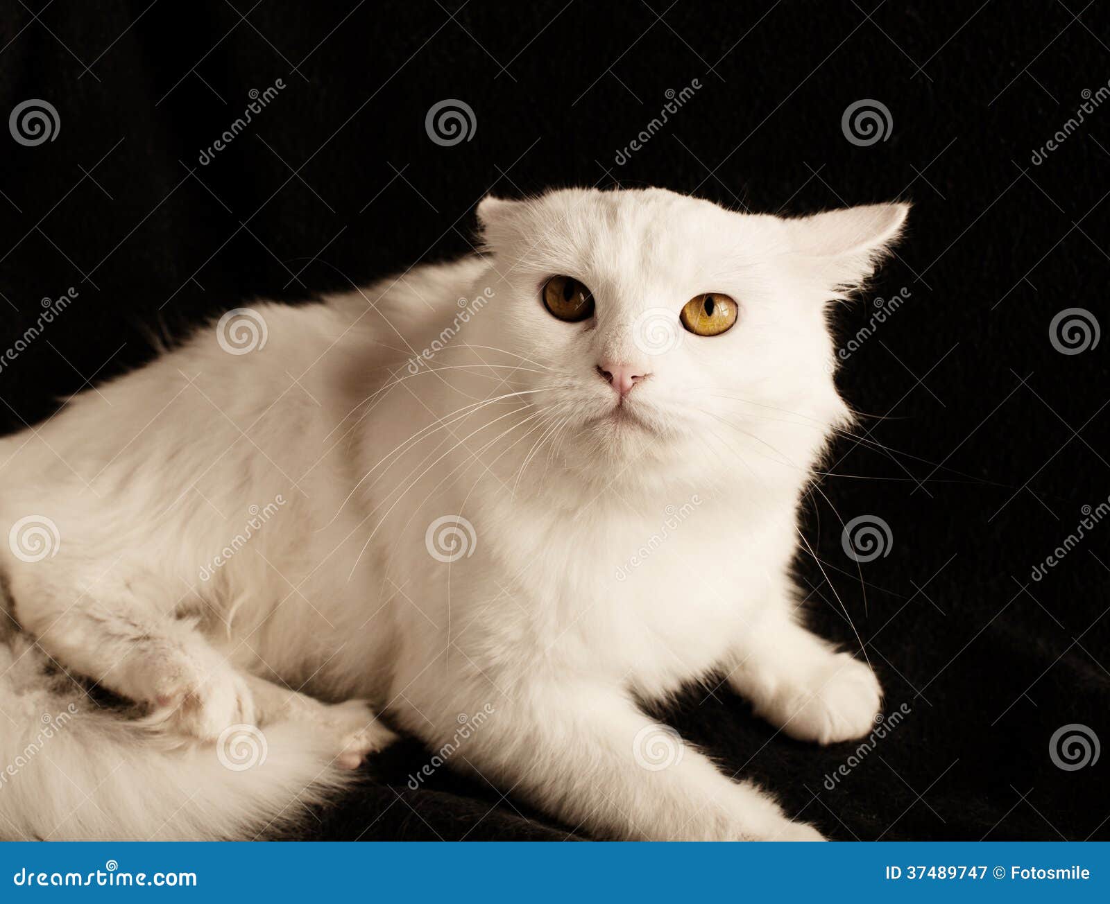 Scared cat stock image. Image of white, ears, scared - 37489747